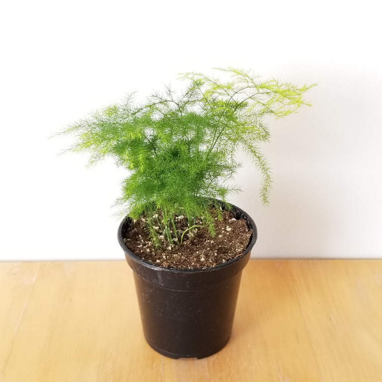 Fern Asparagus Plumosa | InteriorPlants.ca