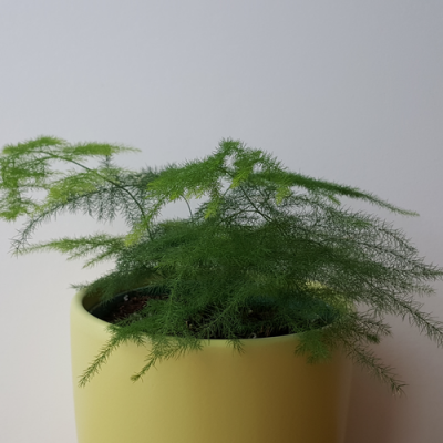Fern Asparagus Plumosa | InteriorPlants.ca