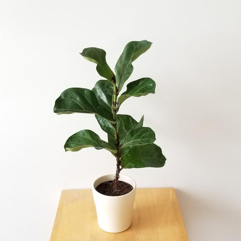 Money Tree | InteriorPlants.ca