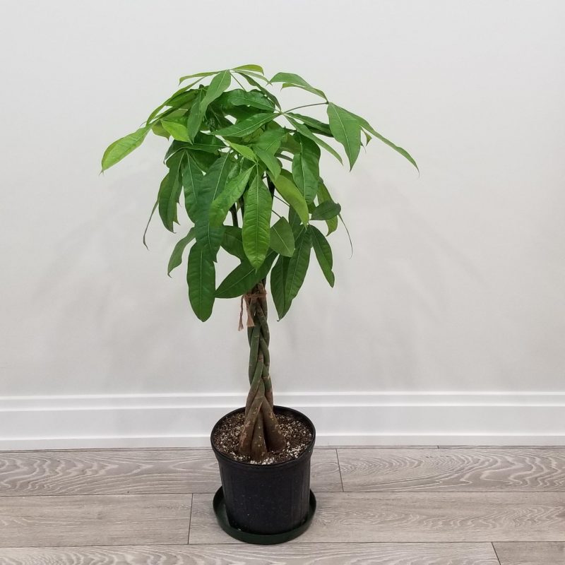 Money Tree | InteriorPlants.ca