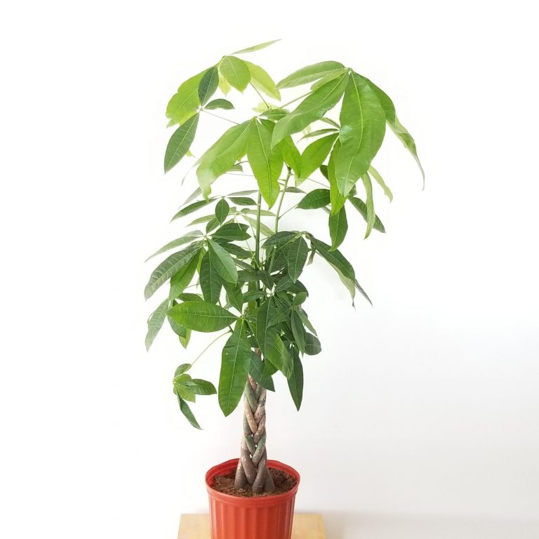 Money Tree | InteriorPlants.ca