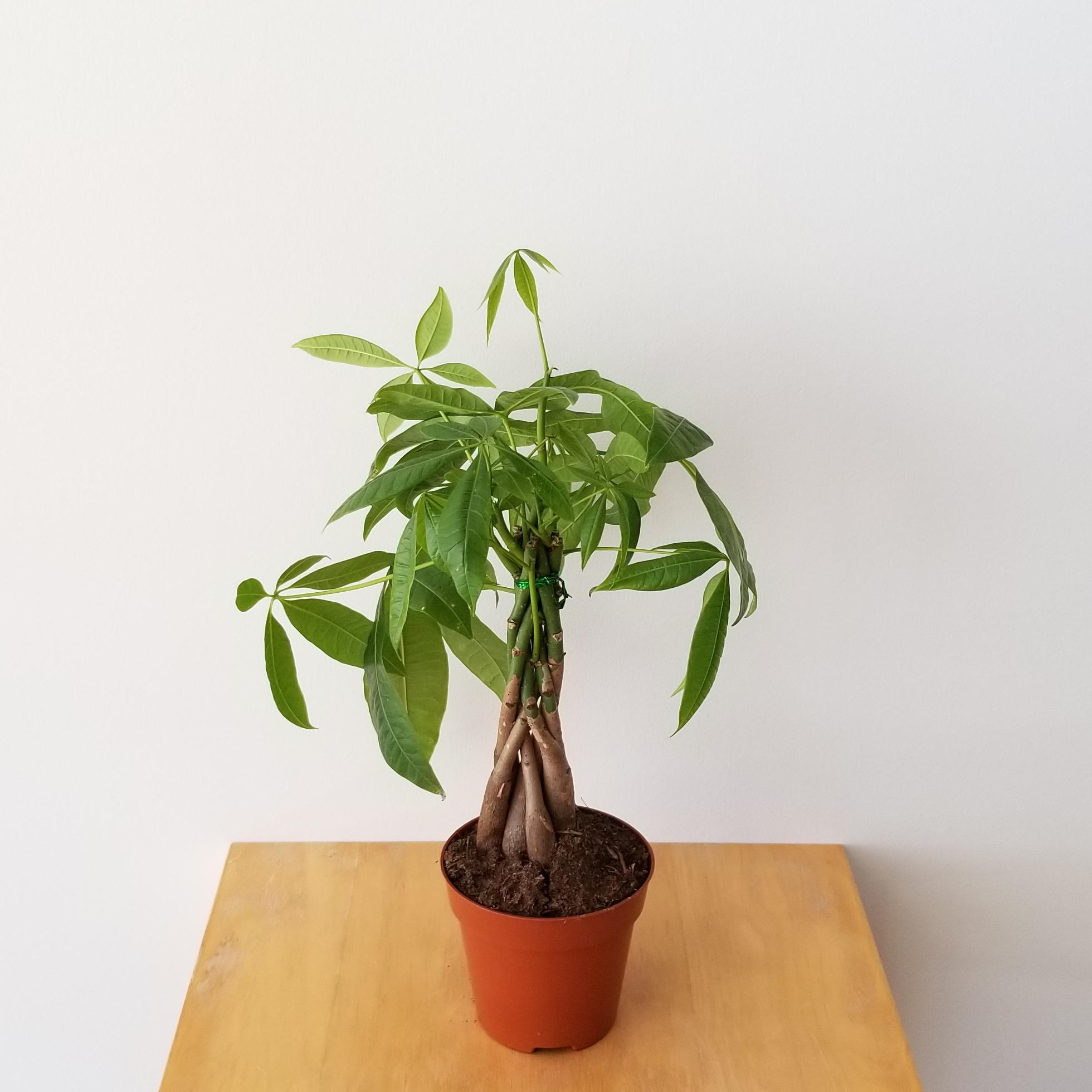 Money Tree Pictures