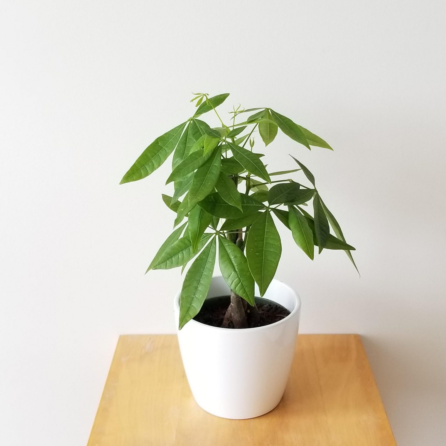 Money Tree | InteriorPlants.ca