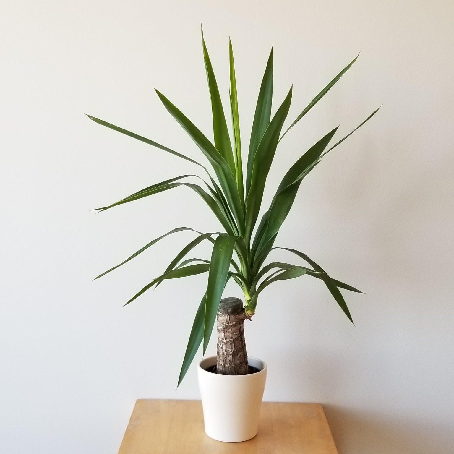 Sugar Vine | InteriorPlants.ca