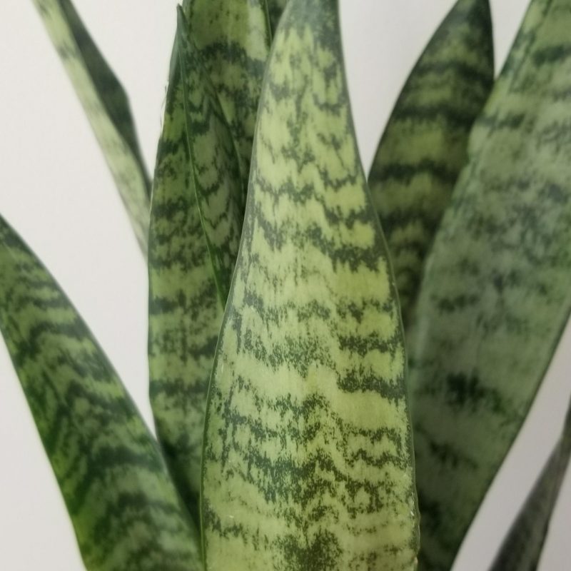 Sansevieria Zeylanica | InteriorPlants.ca