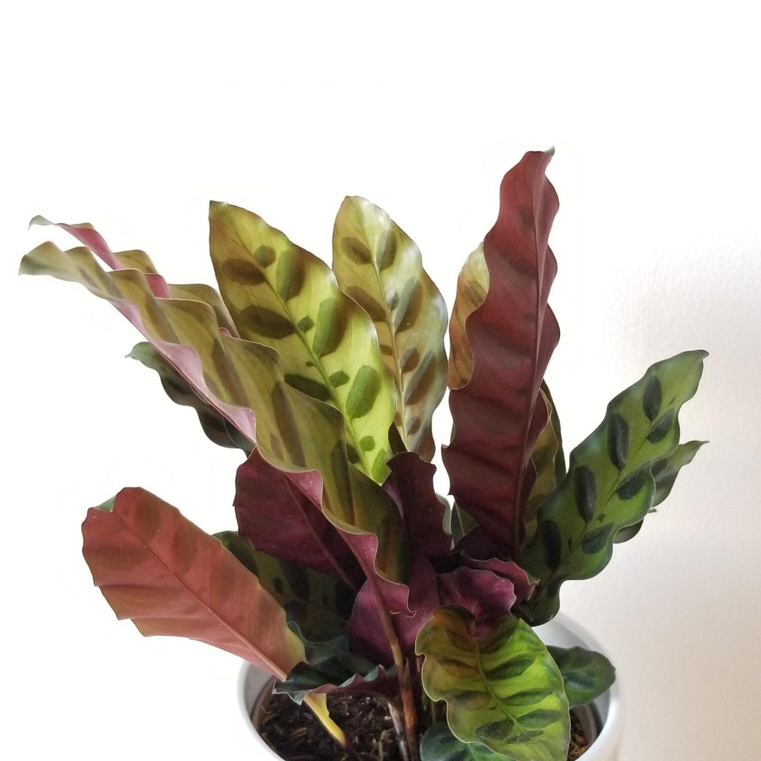 Calathea Rattlesnake | InteriorPlants.ca