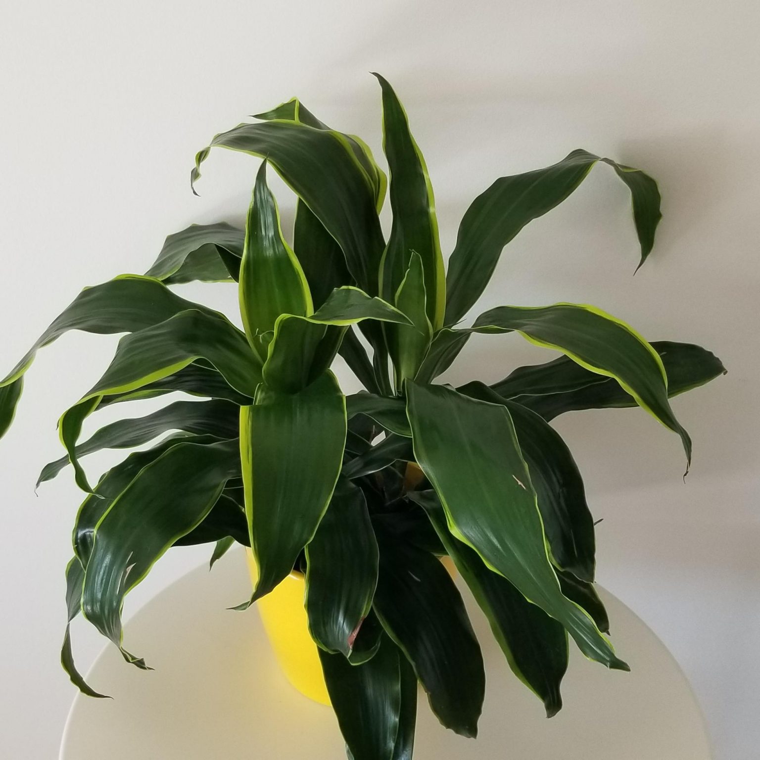 Plants | Page 5 of 19 | InteriorPlants.ca