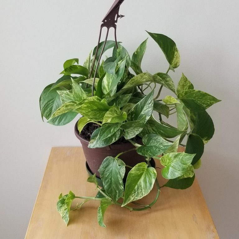 Sugar Vine | InteriorPlants.ca