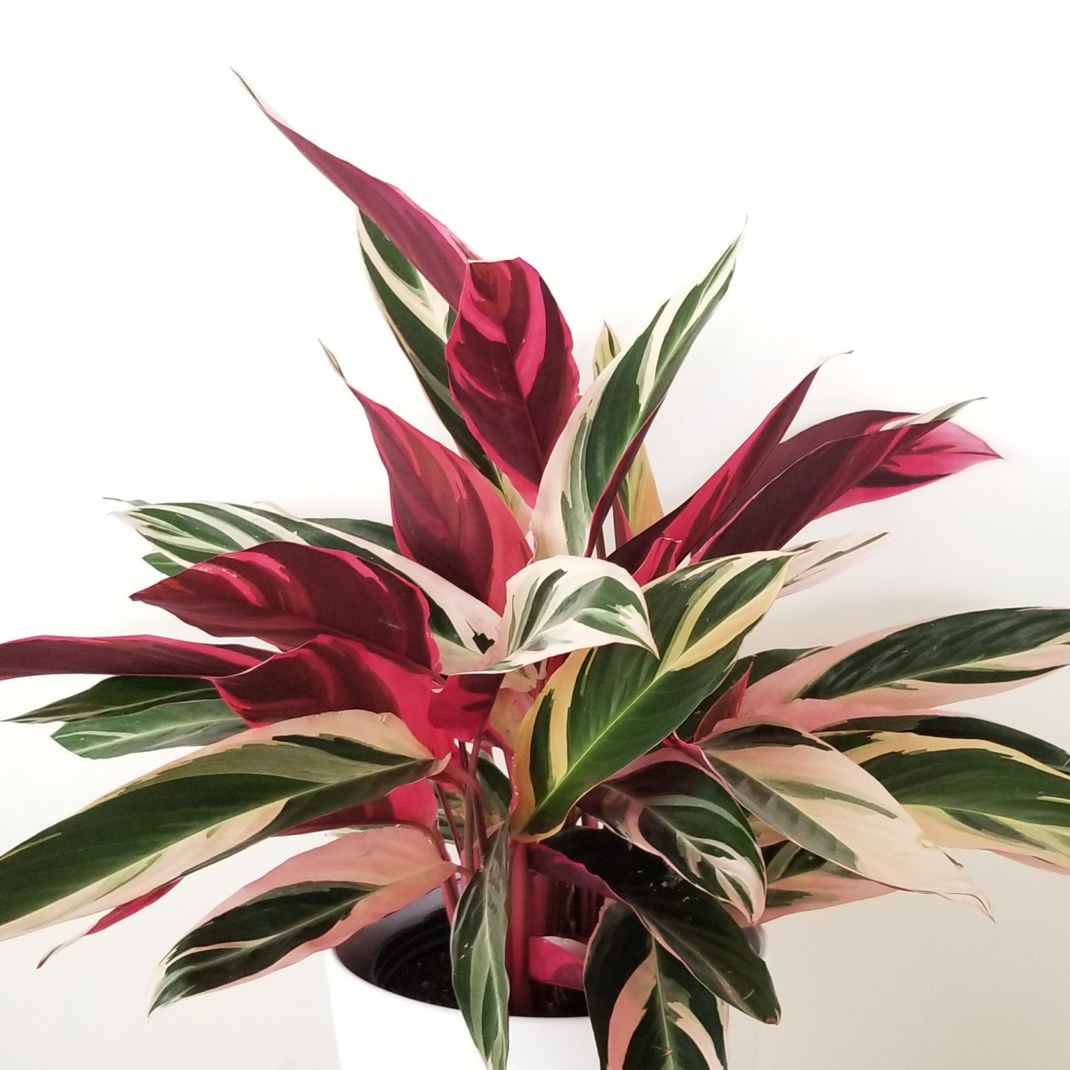 Stromanthe Triostar | InteriorPlants.ca