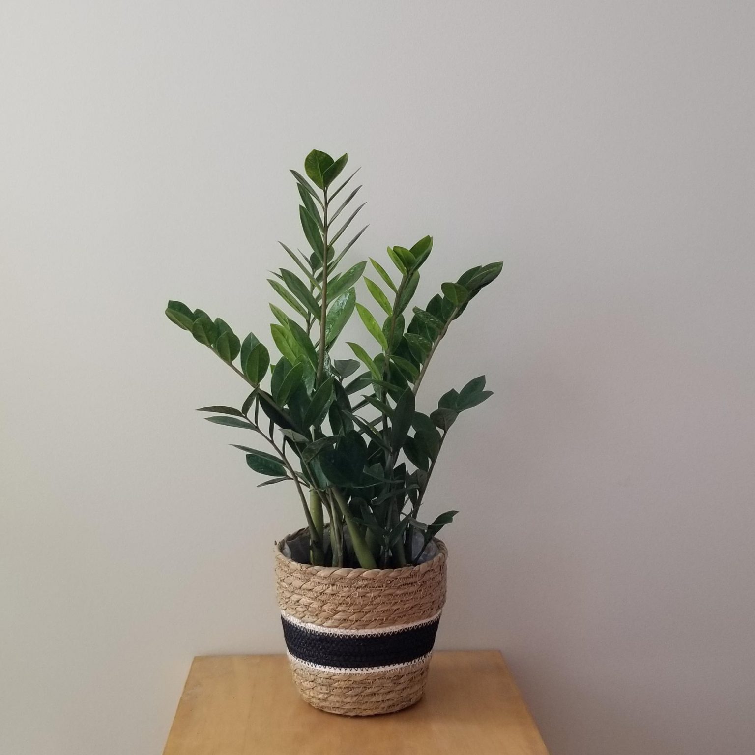 ZZ plant - Air-purifying Office Plants for Low Light | InteriorPlants.ca