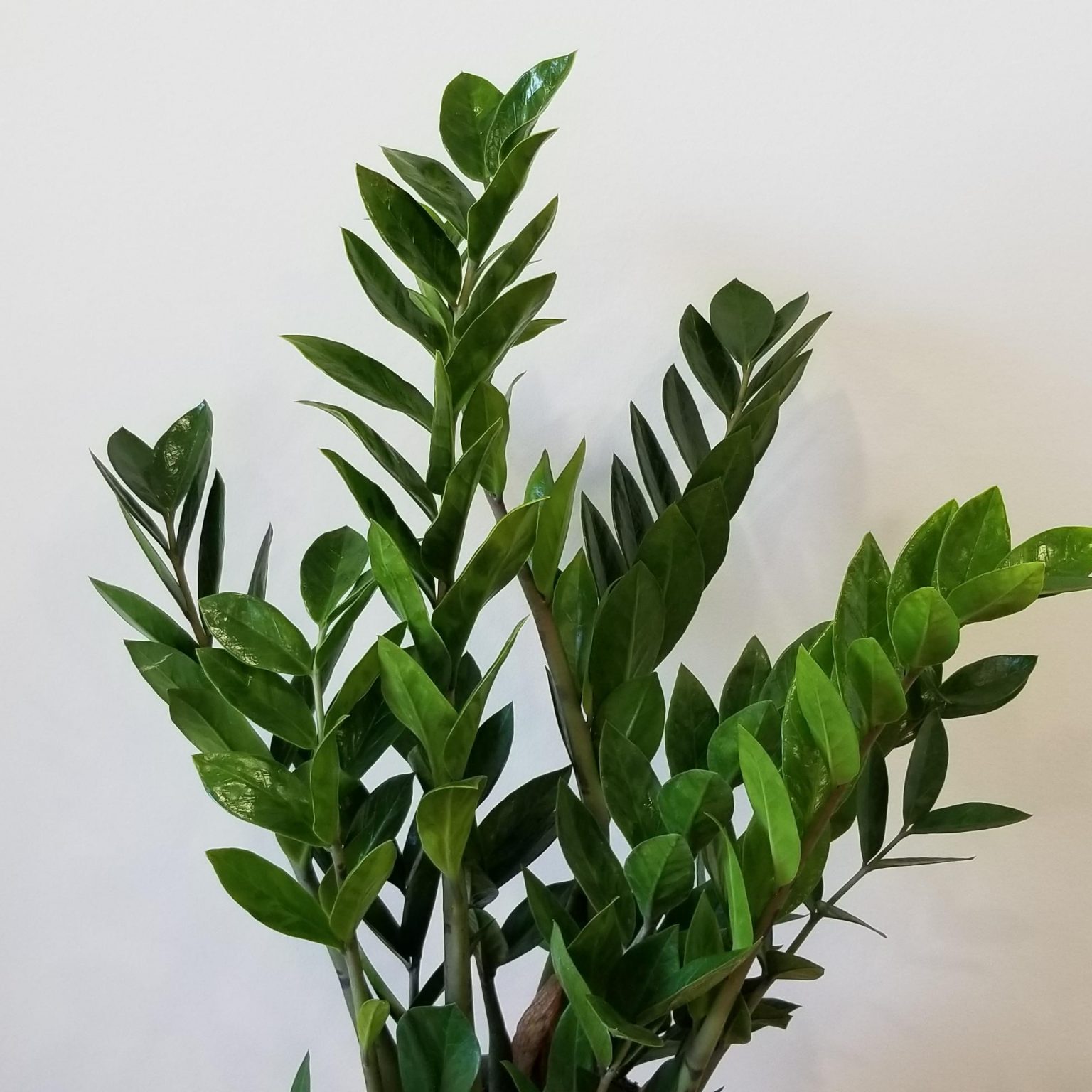 ZZ plant | InteriorPlants.ca