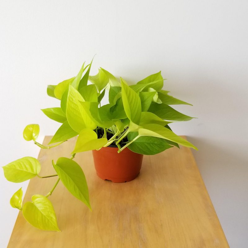 Pothos Neon - Houseplants | InteriorPlants.ca