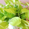 Pothos Neon | InteriorPlants.ca