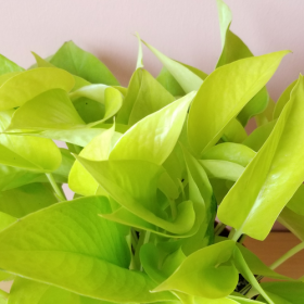 Pothos Neon | InteriorPlants.ca