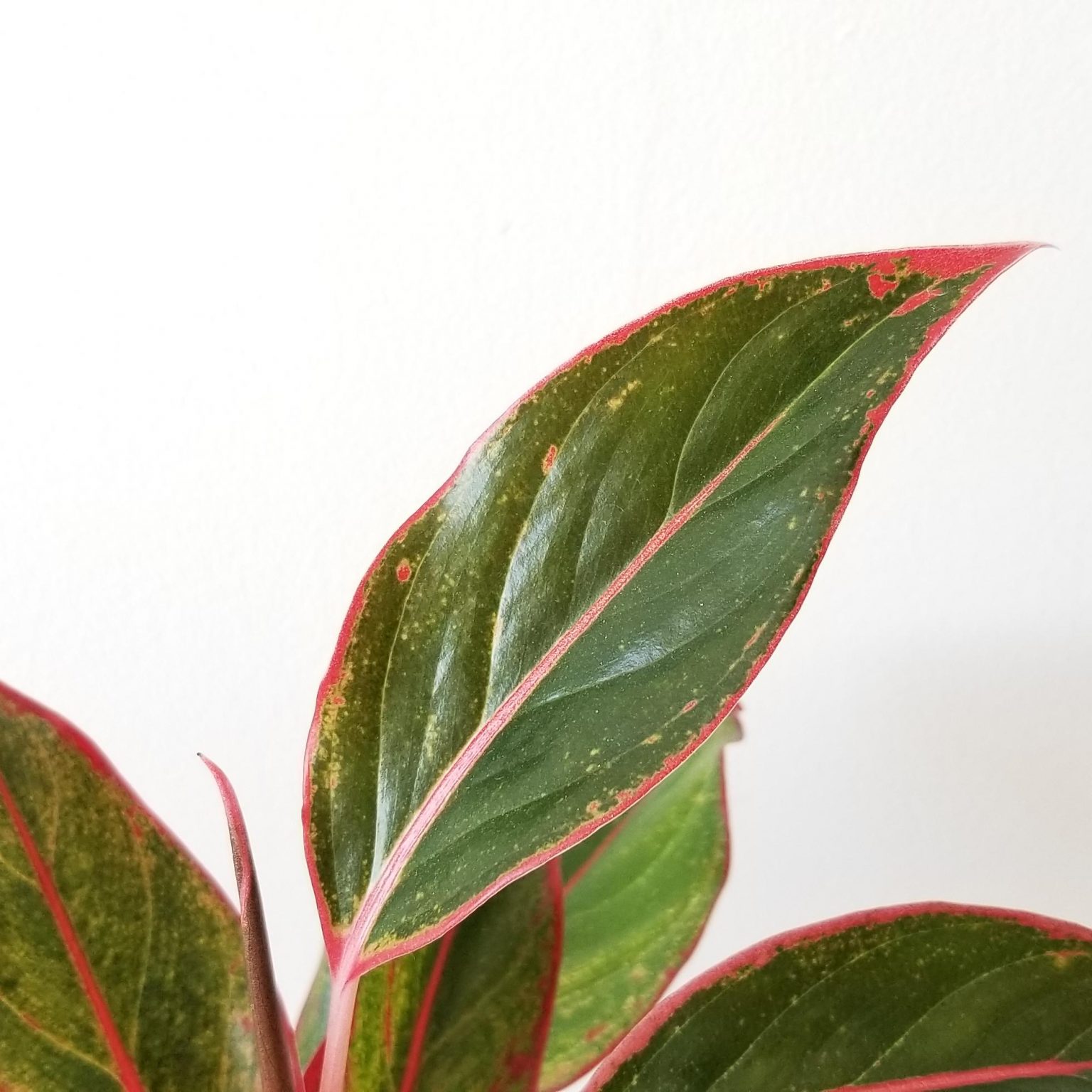 Aglaonema Creta | InteriorPlants.ca
