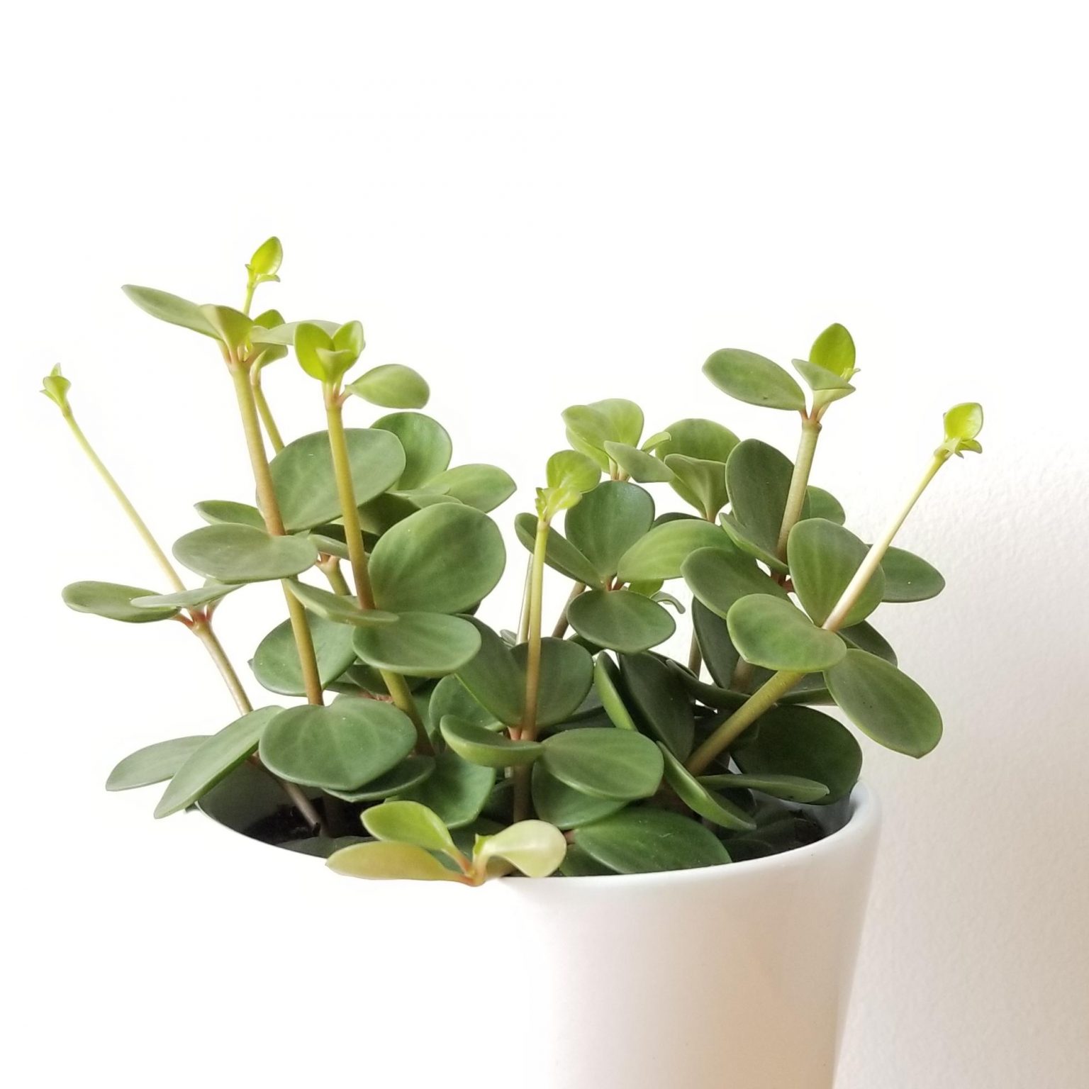 Peperomia Hope | InteriorPlants.ca