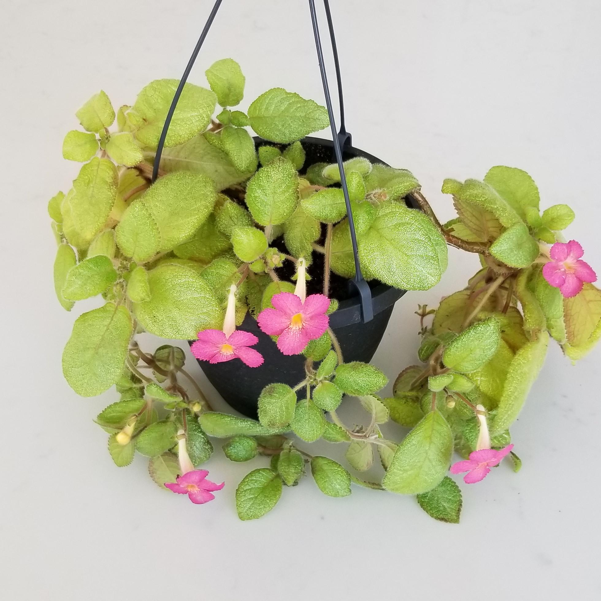 Episcia | InteriorPlants.ca