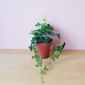 Sugar Vine | InteriorPlants.ca