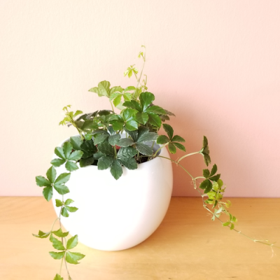 Sugar Vine | InteriorPlants.ca