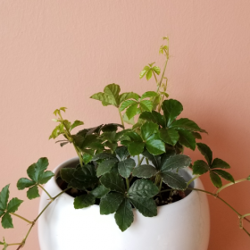 Sugar Vine | InteriorPlants.ca