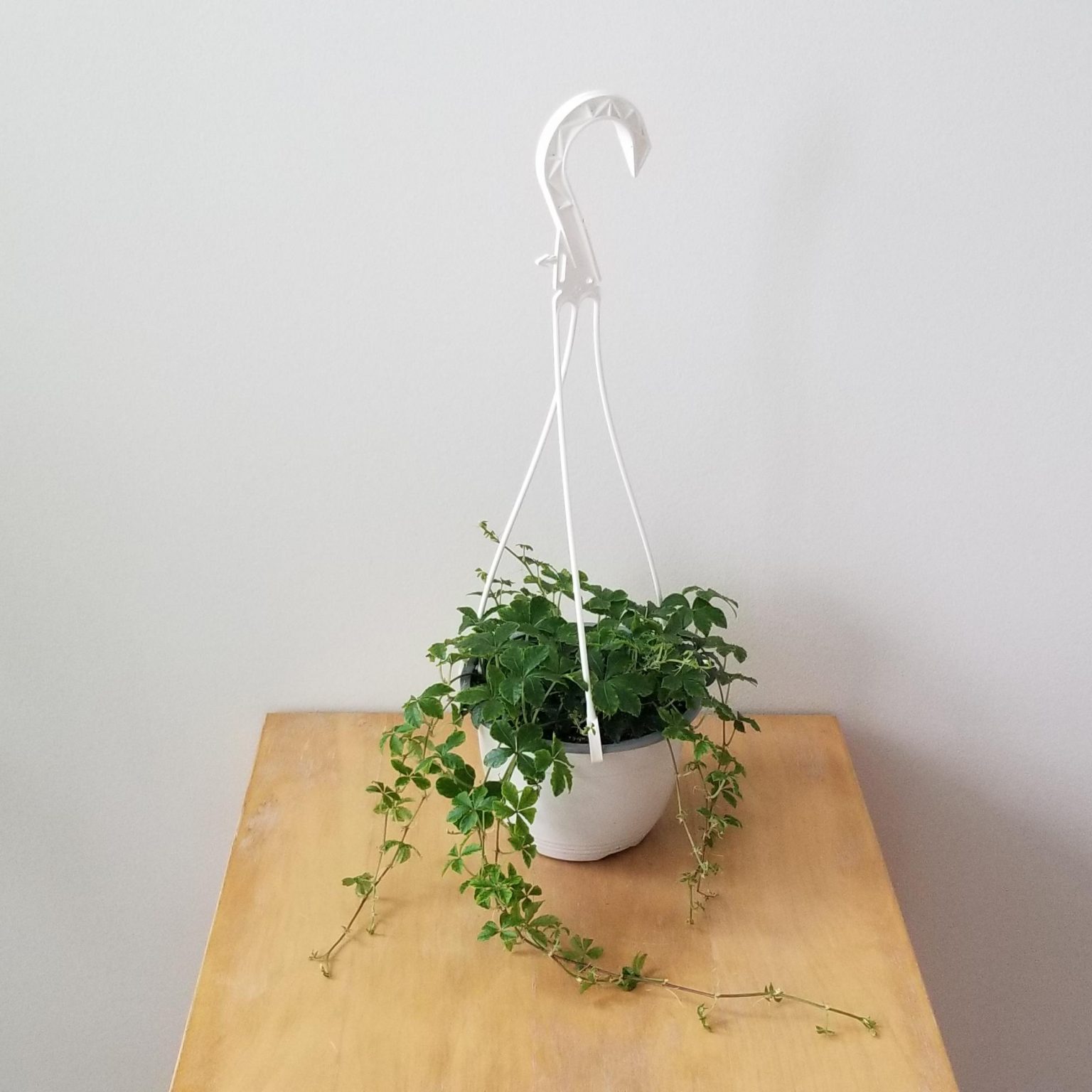 Sugar Vine | InteriorPlants.ca