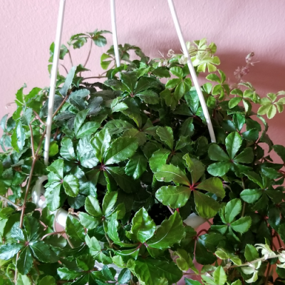 Sugar Vine | InteriorPlants.ca