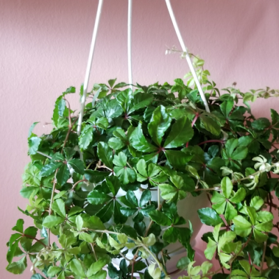 Sugar Vine | InteriorPlants.ca