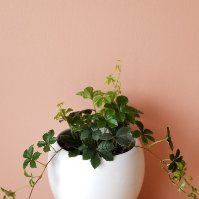 Sugar Vine | InteriorPlants.ca