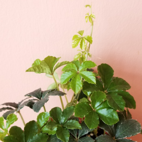 Sugar Vine | InteriorPlants.ca