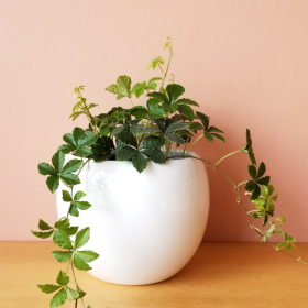Sugar Vine | InteriorPlants.ca