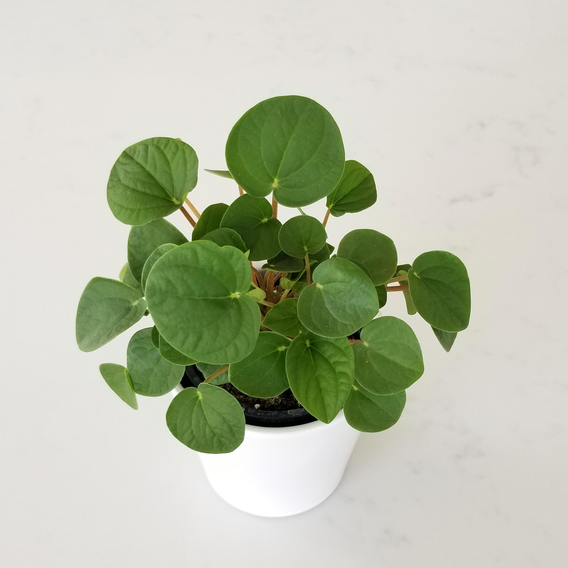 Peperomia | InteriorPlants.ca