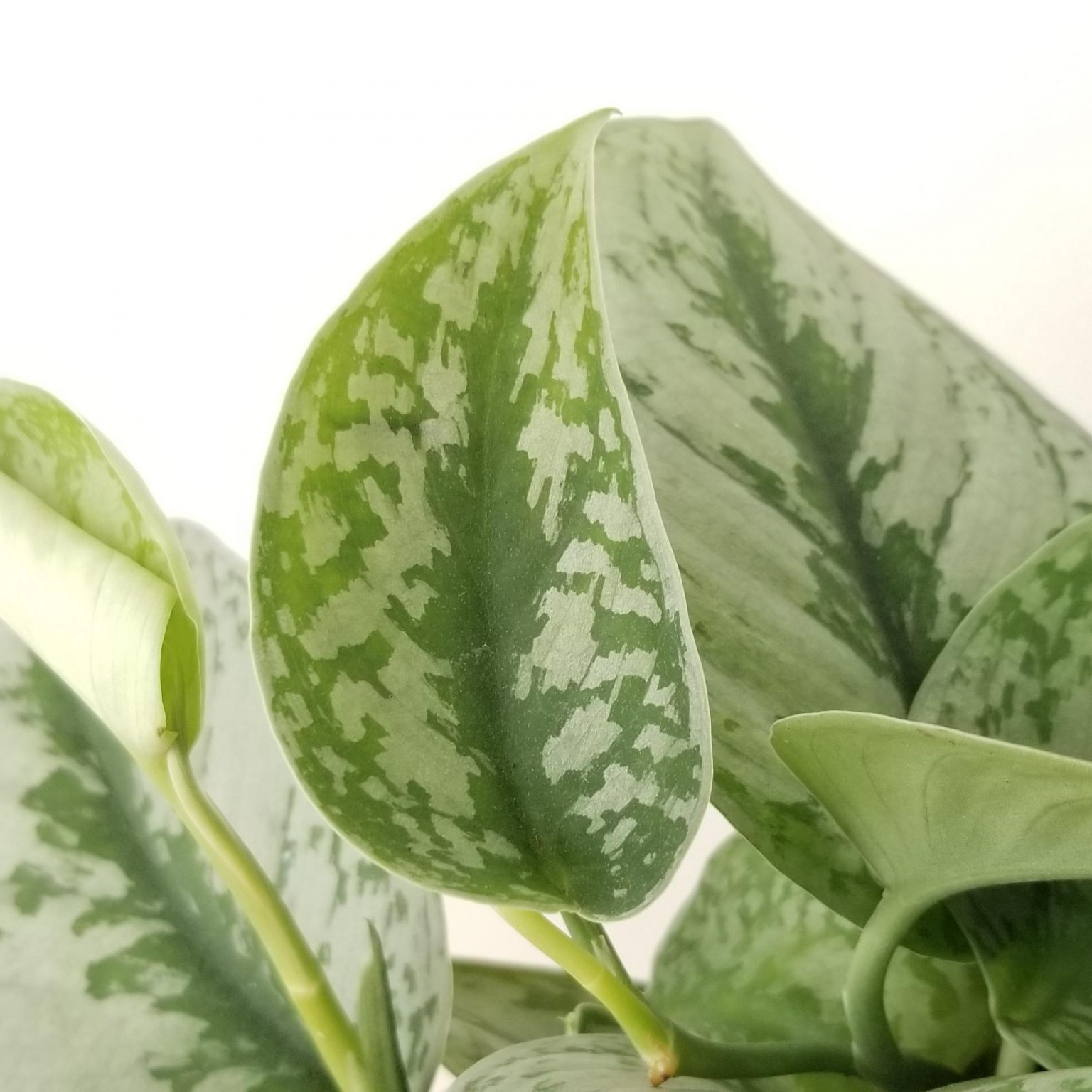 Pothos Satin Silver | InteriorPlants.ca