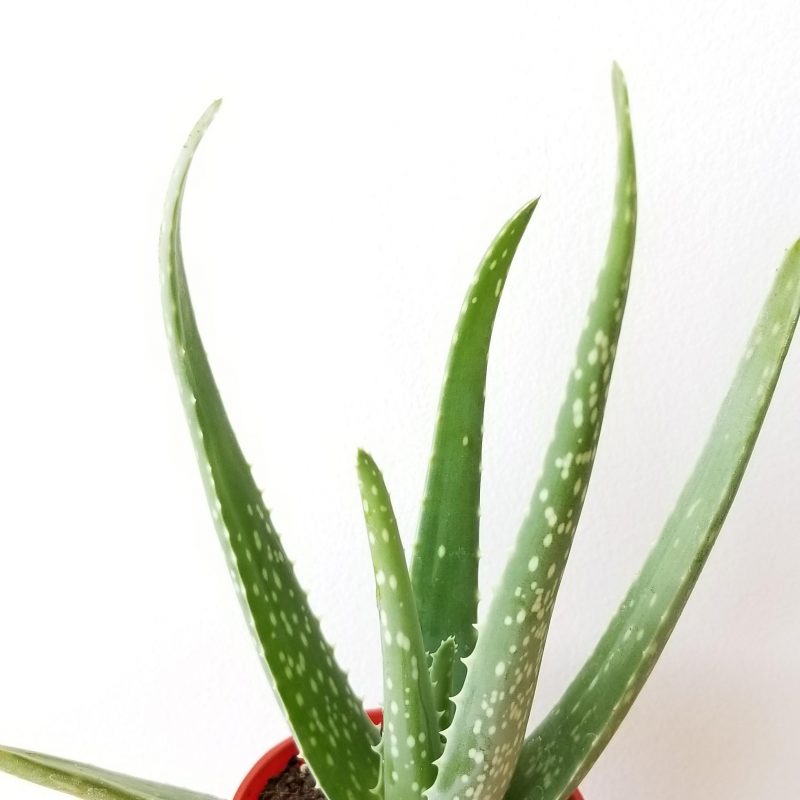 Aloe Vera Barbadensis | InteriorPlants.ca