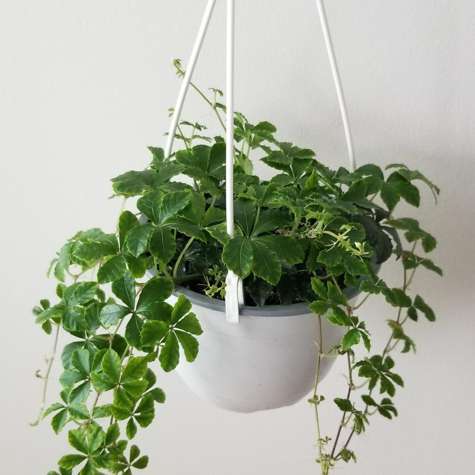 Sugar Vine | InteriorPlants.ca