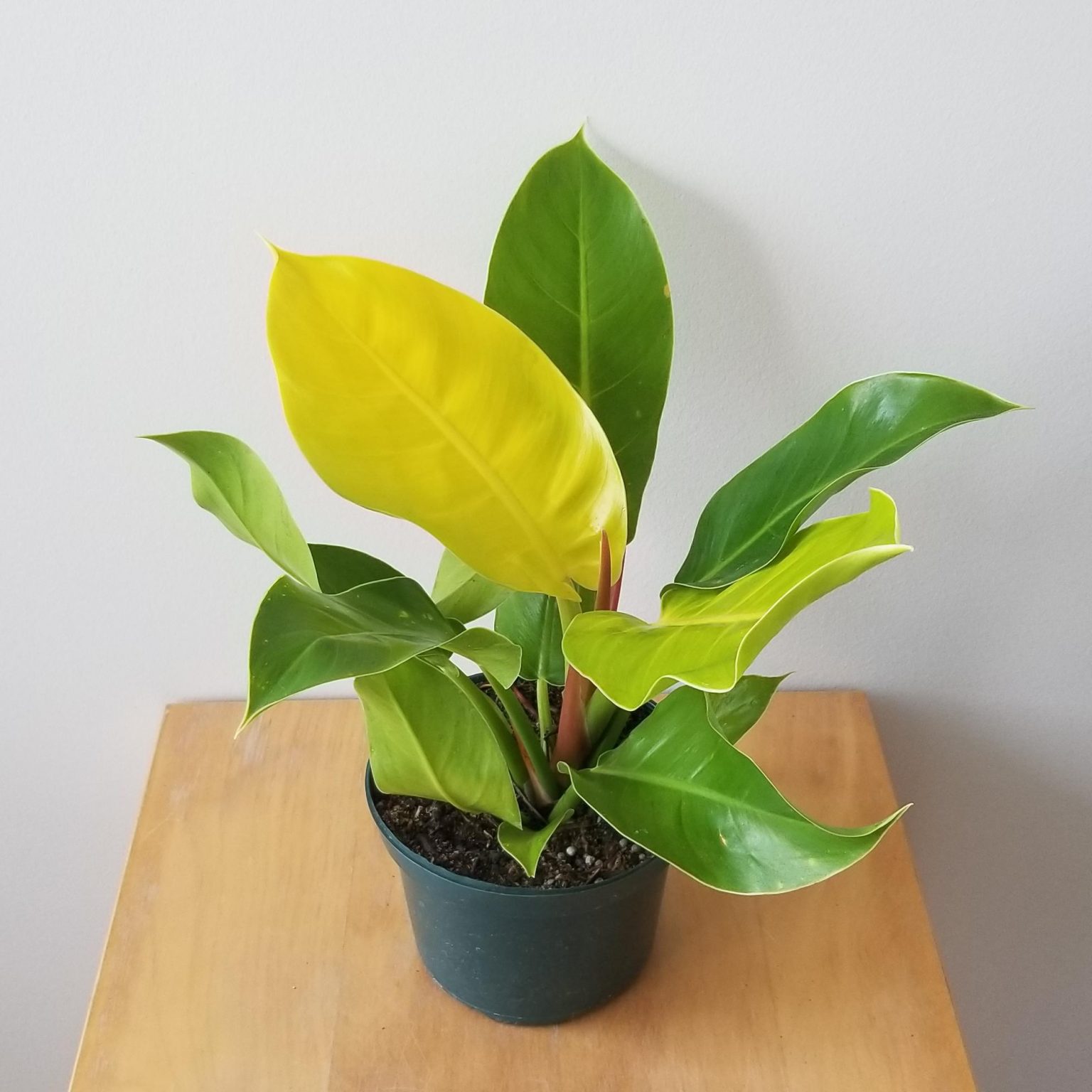 Philodendron Moonlight | InteriorPlants.ca