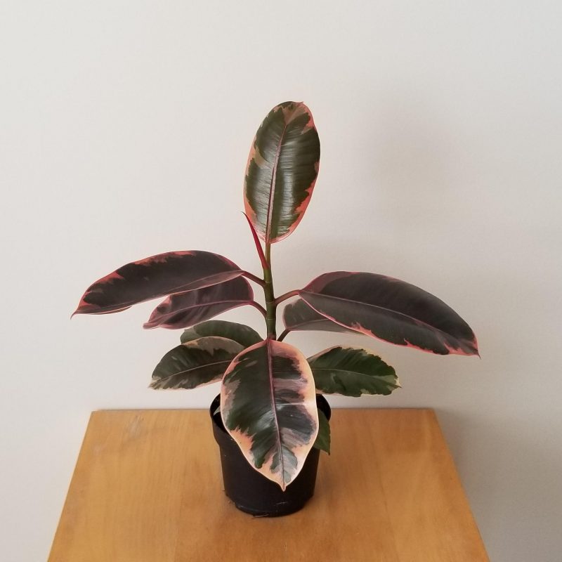Ficus Elastica Ruby - Variegated Rubber Plant | InteriorPlants.ca