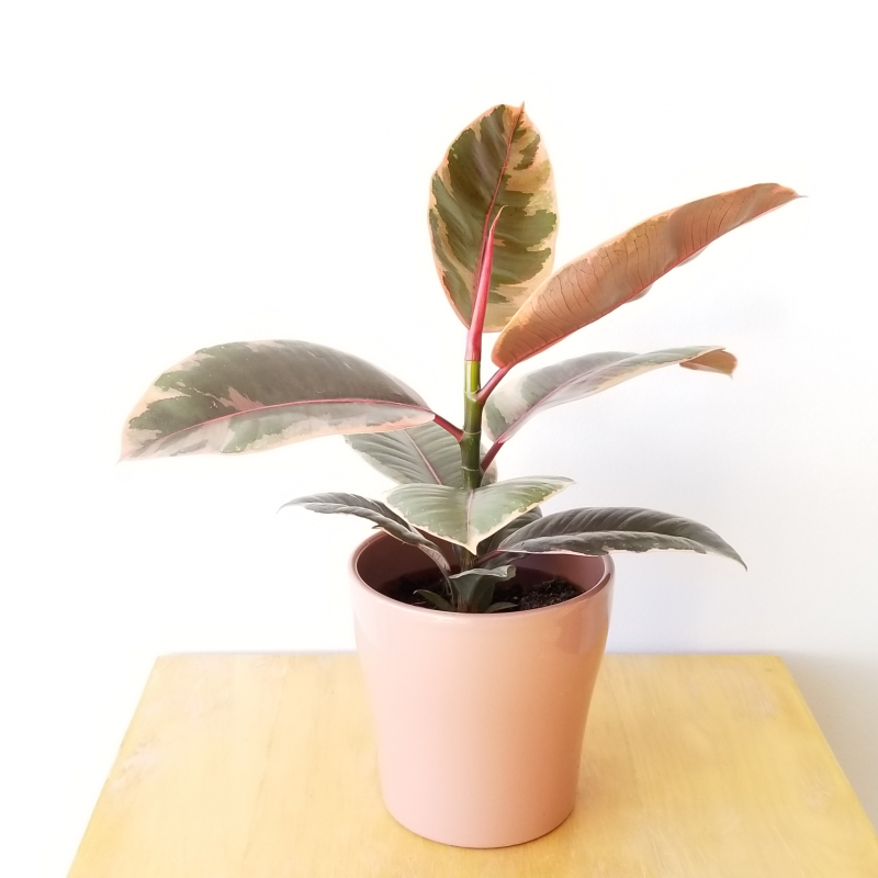 Ficus Elastica Ruby - Variegated Rubber Plant | InteriorPlants.ca
