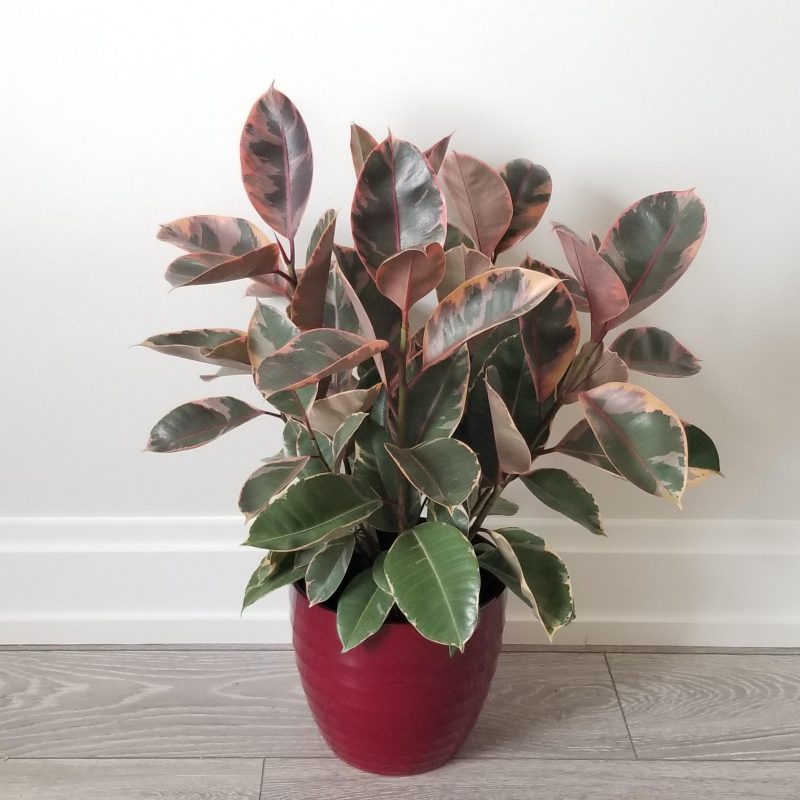 Ficus Elastica Ruby - Variegated Rubber Plant | InteriorPlants.ca