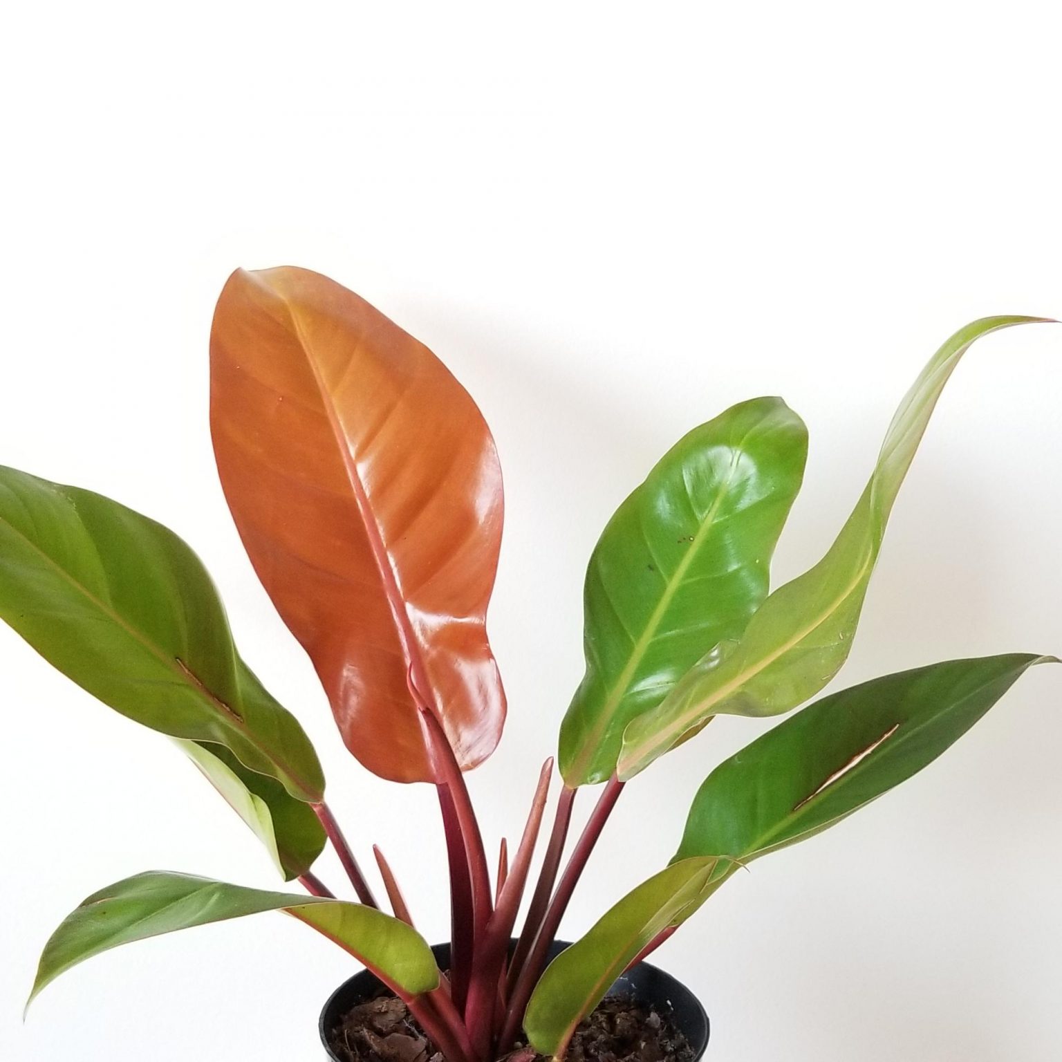 Philodendron Prince of Orange | InteriorPlants.ca