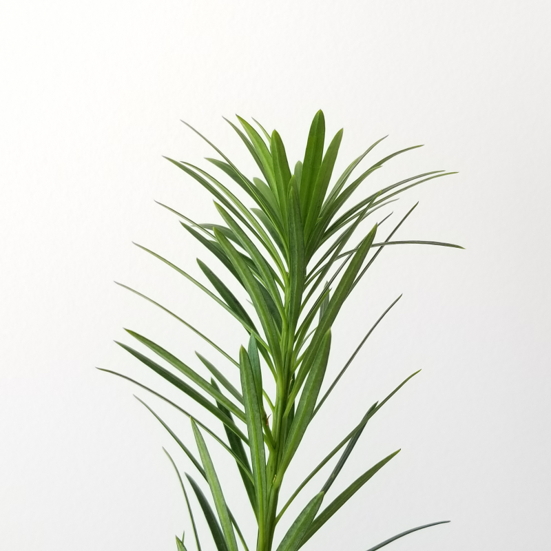 Podocarpus Buddhist Pine | InteriorPlants.ca