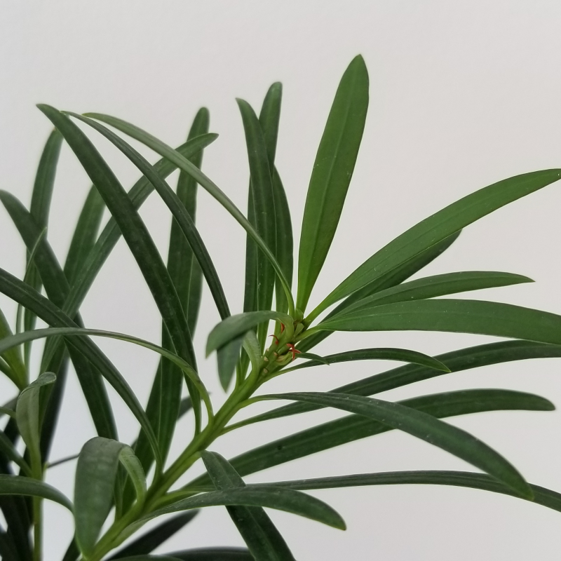 Podocarpus Buddhist Pine | InteriorPlants.ca
