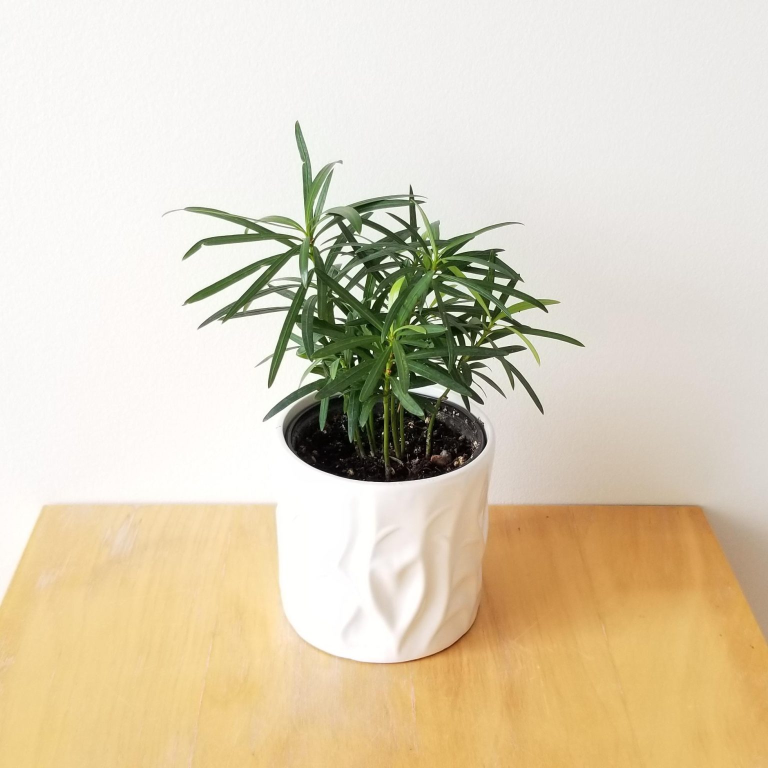 Podocarpus Buddhist Pine | InteriorPlants.ca