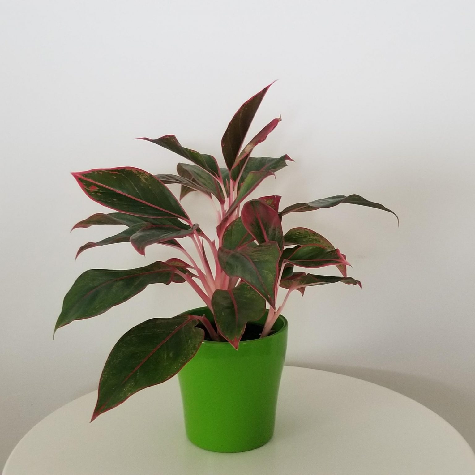 Aglaonema Creta | InteriorPlants.ca