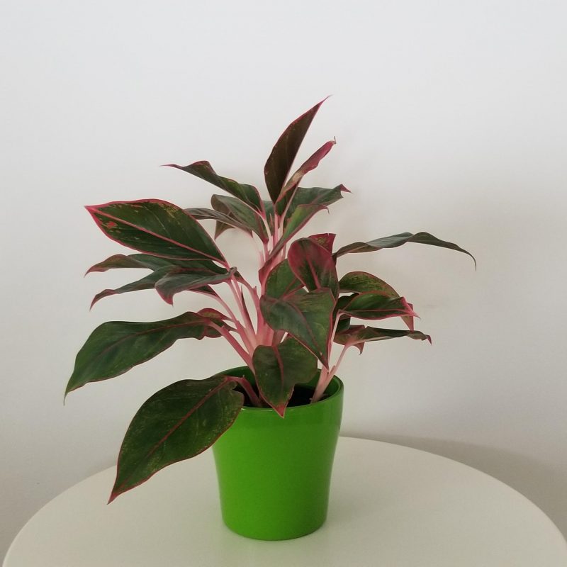 Aglaonema Creta | InteriorPlants.ca