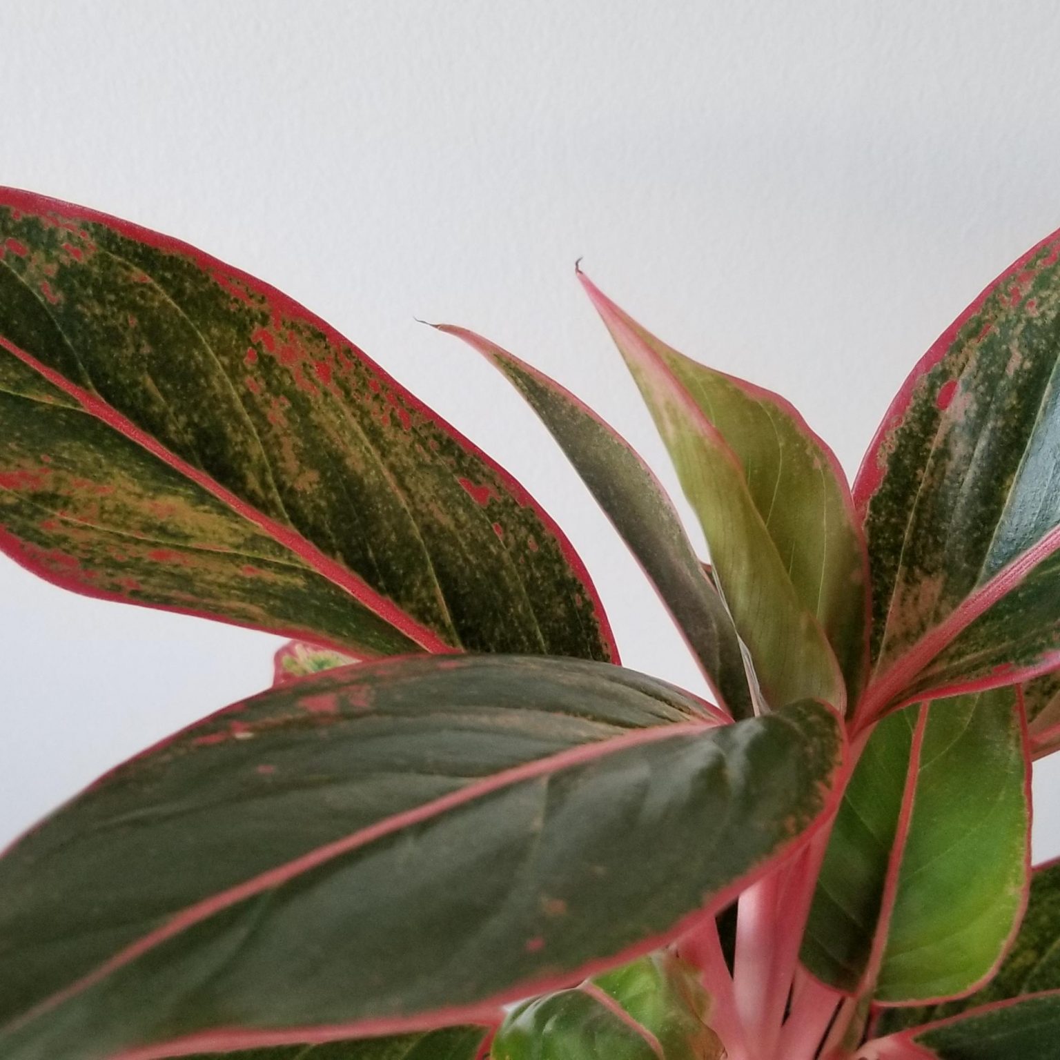 Aglaonema Creta | InteriorPlants.ca