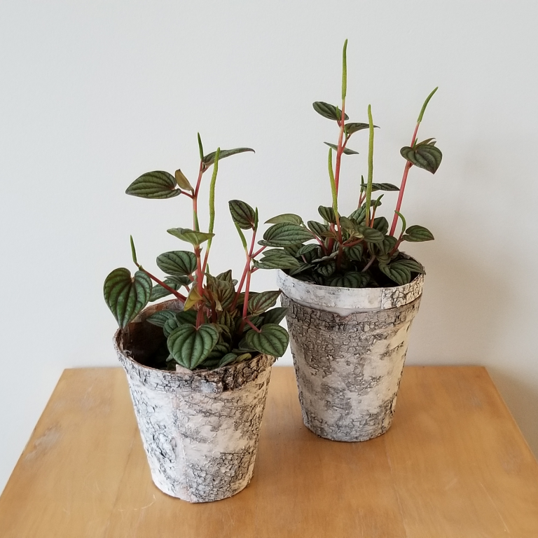Birch Pot 4" with Rim | InteriorPlants.ca