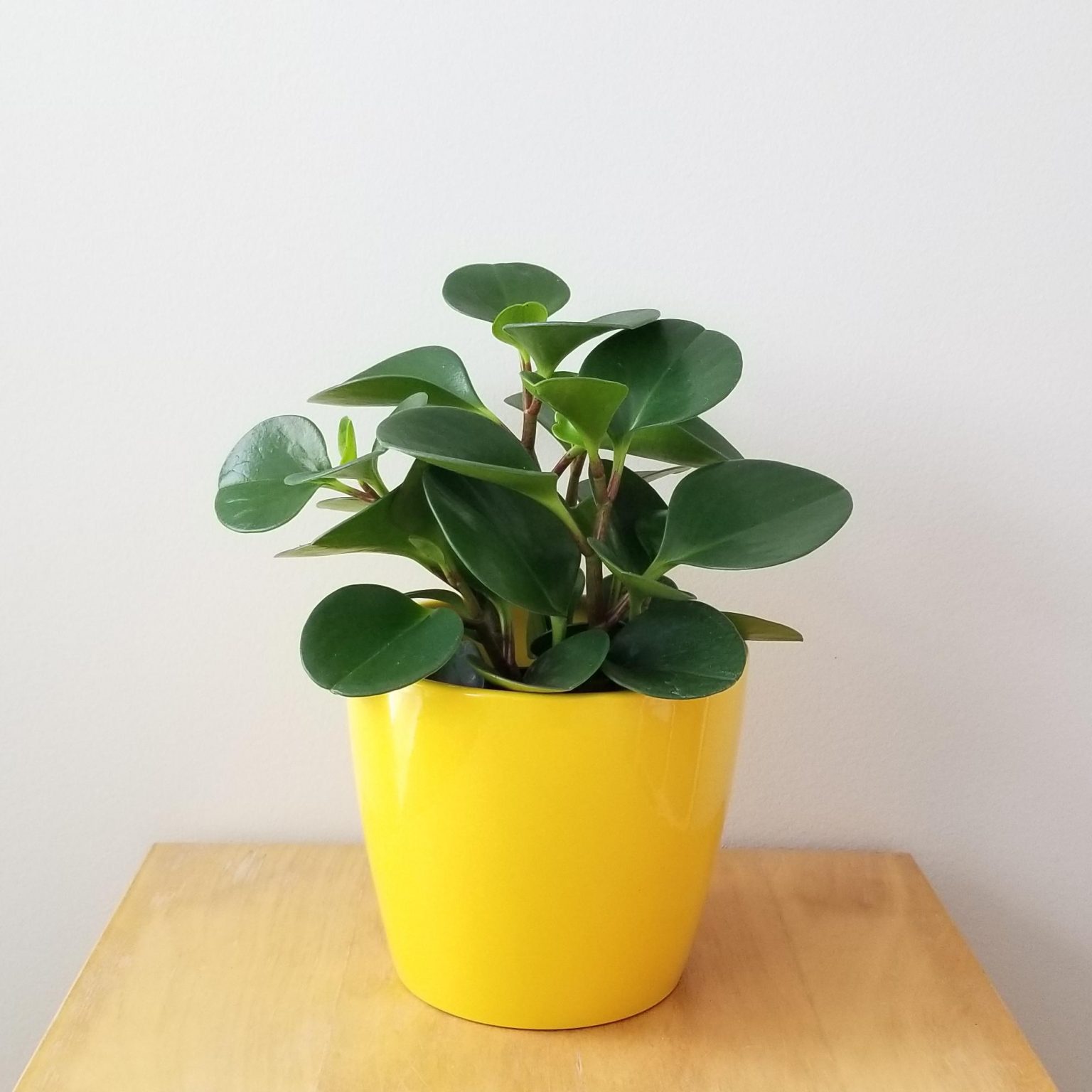 Peperomia obtusifolia green | InteriorPlants.ca