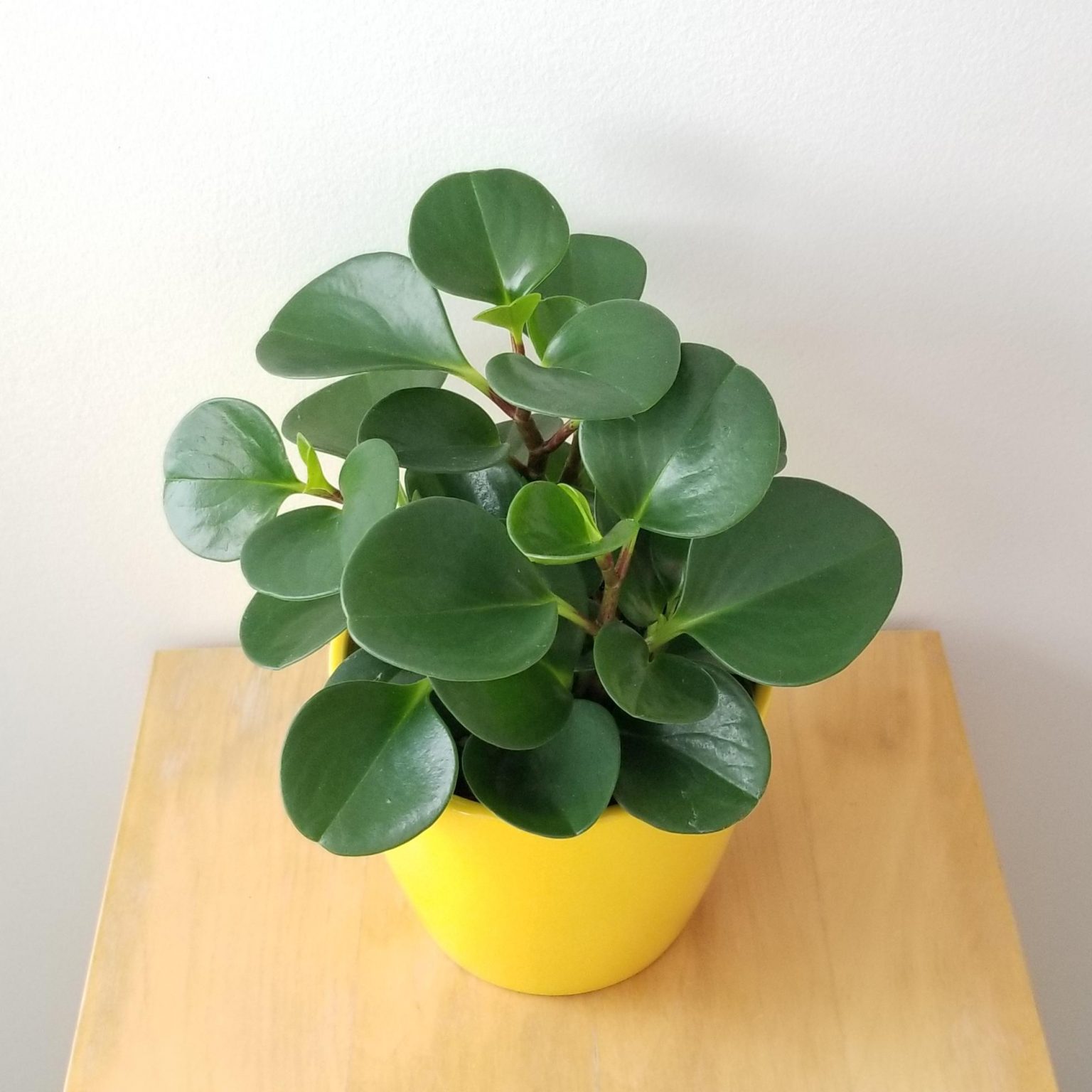 Peperomia obtusifolia green | InteriorPlants.ca