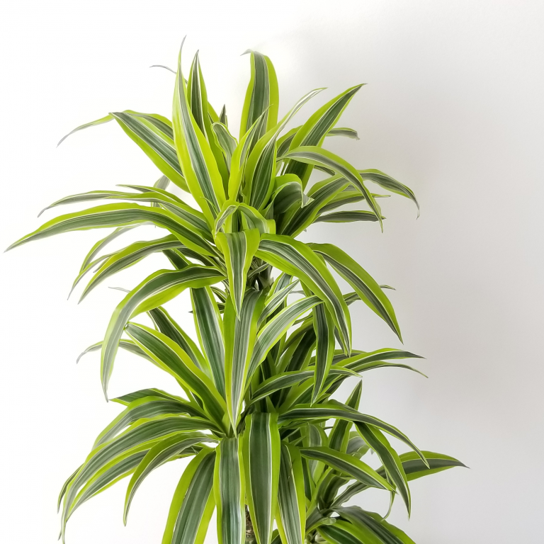 Plants | Page 5 of 19 | InteriorPlants.ca