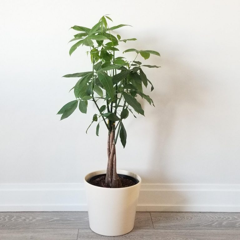 Interior Plants - Money Tree in Deco Ceramic | InteriorPlants.ca